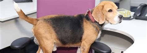 Careers At Mars Mars Job Opportunities