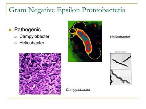 Ppt Bacterial Classification Powerpoint Presentation Free Download Id 1250575