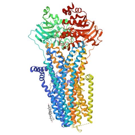 Rcsb Pdb 8ubr Complex Of The Phosphorylated Human Cystic Fibrosis Transmembrane Conductance