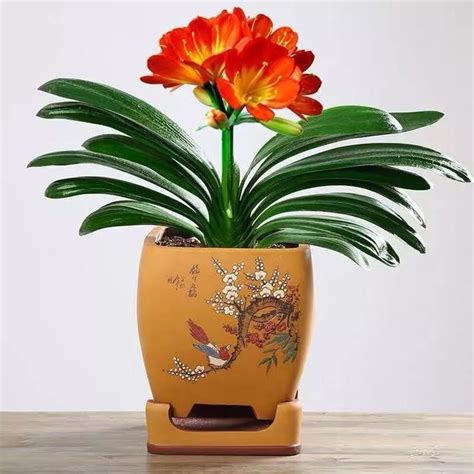 5种好看又好养的花 适合室内养的花卉 好看又好养又便宜的花 大山谷图库