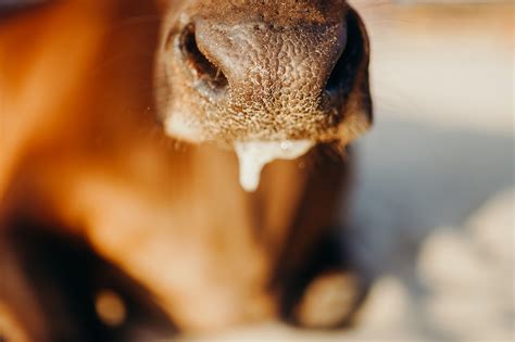 The Impact Of Prefrontal Cortex Development On Rational Decision Making