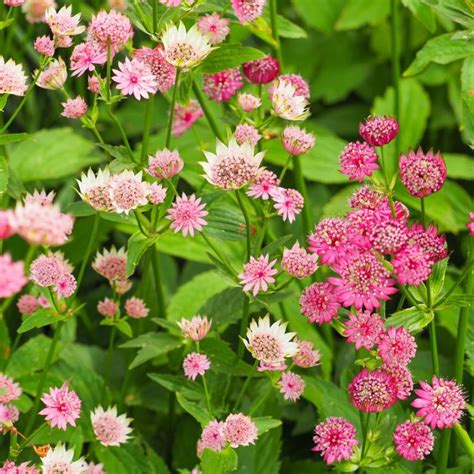 Zeeuws Knoopje Astrantia Lars Tuinplantenbezorgd Nl Tuinplantenbezorgd Nl