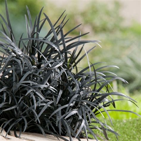 Growing The Black Mondo Grass Ophiopogon Planiscapus Nigrescens Perennial Evergreen Berry