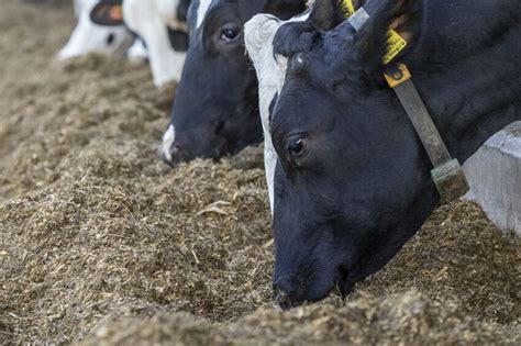 Effects Of Feed Additives On Rumen Fermentation All About Feed