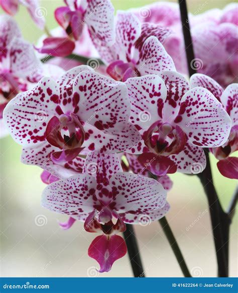 Пятнистые орхидеи outdoors стоковое фото. изображение насчитывающей ...
