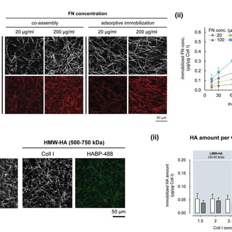 modification of microstructure of 3d collagen matrices a pore size