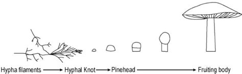 Biomimetics Mdpi On Linkedin Recommendedpaper Parametricdesignthinking Plasticity Linearity