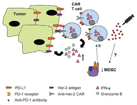 Pd 1 Blockade Enhances Car T Cell Therapy In Vivo Adoptive Cell
