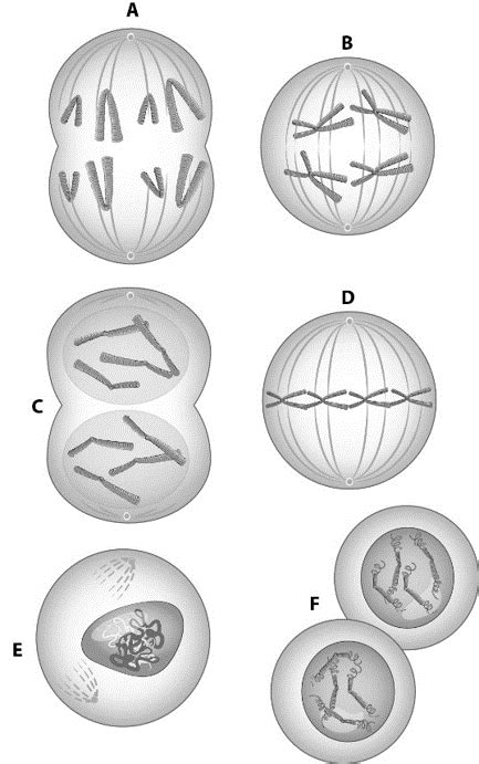 Bju Life Science Chapter 3 Diagram Quizlet