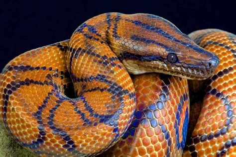 20 Brazilian Rainbow Boa Color Morphs With Pictures