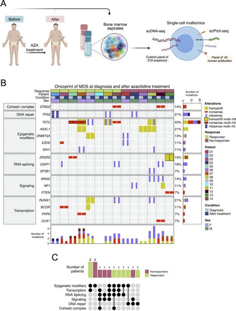 Single Cell Multiomics Analysis Of Myelodysplastic Syndromes And Clinical Response Association