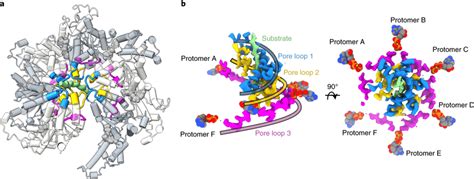 A Double Helical Staircase Of Pore Loops Surrounds The Substrate And Is Download Scientific