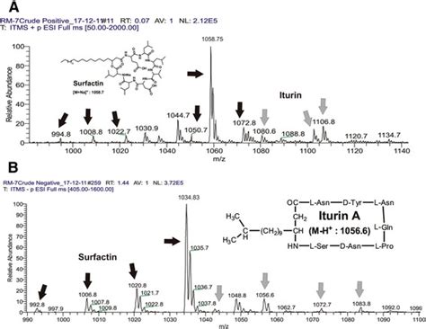 Lcms Chromatograms Representing Surfactin And Iturin Molecular Ion Download Scientific Diagram