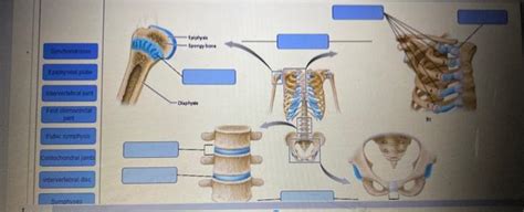 Solved Art Labeling Activity The Two Types Of Cartilaginous