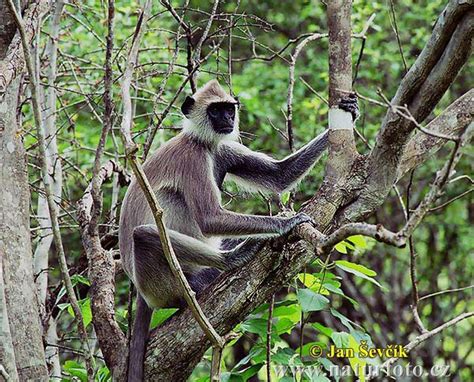 Semnopithecus Entellus Pictures Grey Langurs Images Nature Wildlife