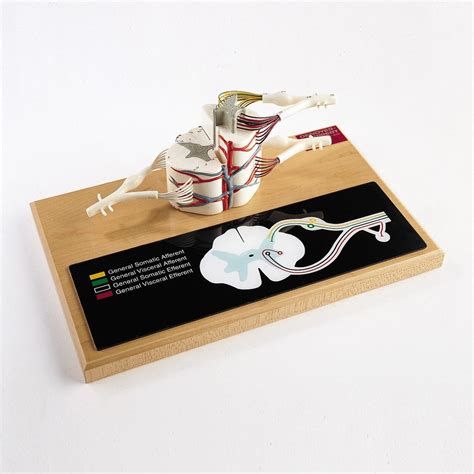 Spinal Cord Segment Model
