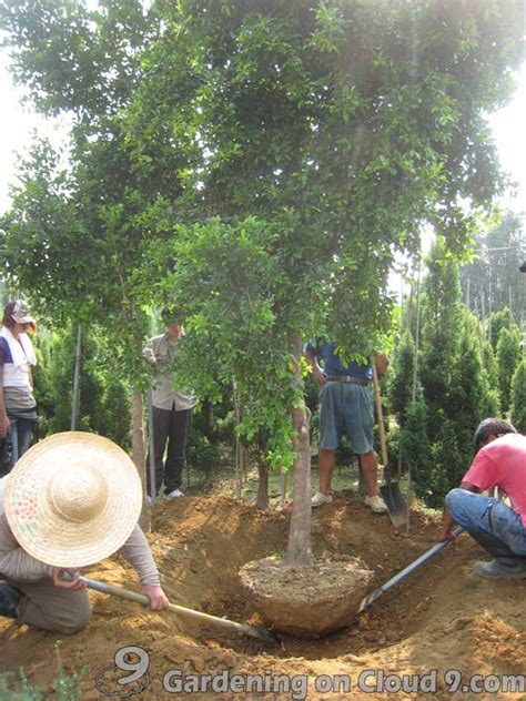 Guidelines And Basic Tips Of Transplanting Trees Gardening On Cloud