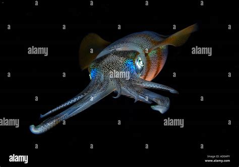Squid Underwater Indonesia Cephalopod Ink Tentacles Scuba Diving Ocean Sea Marine Life