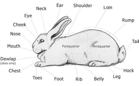 Anatomy Of A Rabbit A Helpful Diagram Parts Of A Bunny Rabbit Parts