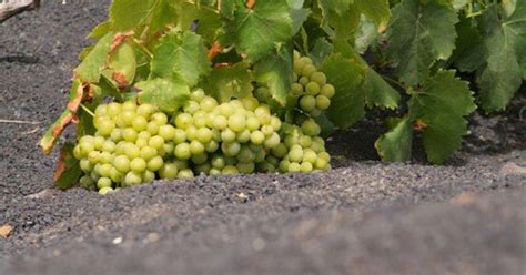 Độc đáo Cách Trồng Nho Trên đảo Núi Lửa