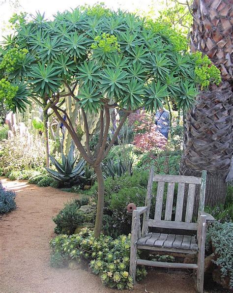 Best Drought Resistant Trees Images On Pinterest Landscaping Ideas Backyard Ideas And