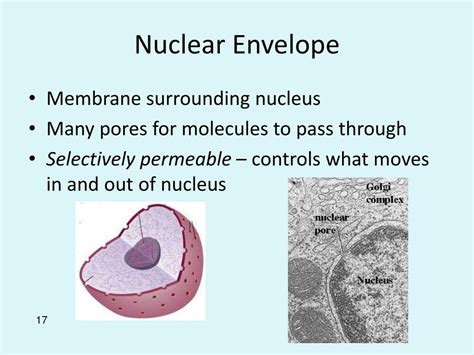 PPT CP BIO Chapter Cell Structure And Function PowerPoint Presentation ID