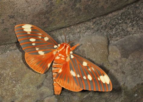 Regal Moth Identification Life Cycle Facts And Pictures