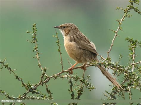 Common Babbler Ksirs Press
