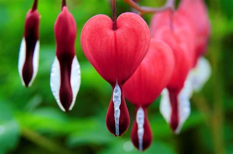 Bleeding Heart Flower Meaning Grip Elements