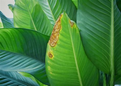 รูปภาพcontradict เลือกดูภาพถ่ายสต็อก เวกเตอร์ และวิดีโอ8 966 Adobe Stock