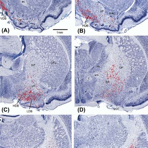 Pdf Organization Of The Basal Forebrain Cholinergic Projection System Specific Or Diffuse