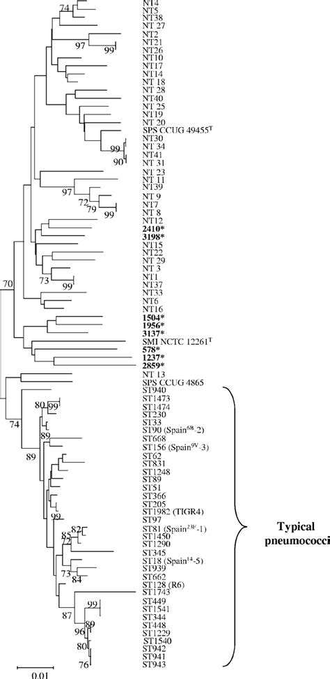 Dendrogram Of Genetic Relationships Between The Smg Isolates Examined