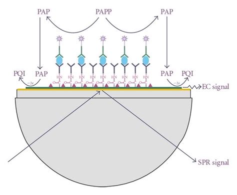 Schematic Diagram Of In Situ Ec Spr Instrument For Construction Of Download Scientific Diagram