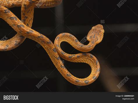 Buff Striped Keelback Image And Photo Free Trial Bigstock