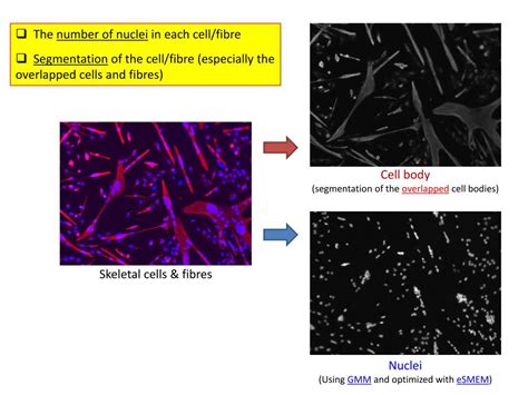 ppt shape analysis for microscopy powerpoint presentation free