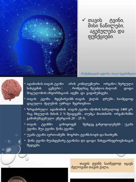 თავის ტვინი მისი ნაწილები Pdf