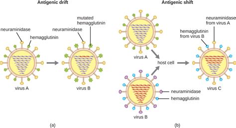 Antigenic Variation In Viruses By Openstax Page 1117 Jobilize