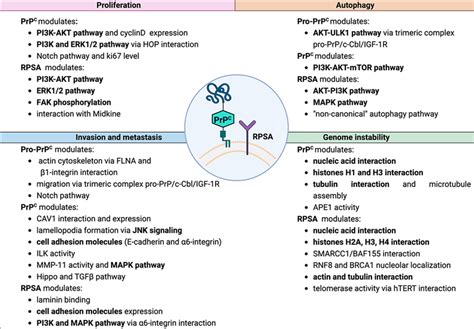 Of The Data Supporting The Involvement Of Prpc And Rpsa In The