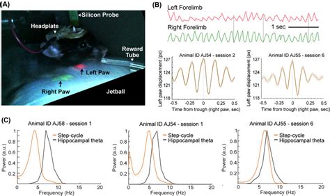 Fig1 The Frequency Of Stepping Rhythm Overlaps With Hippocampal Theta Download Scientific