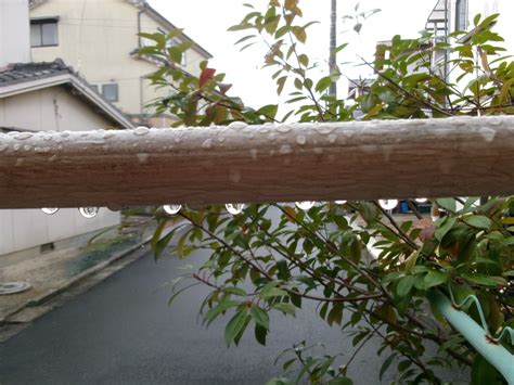 雨 しょうちゃん便り