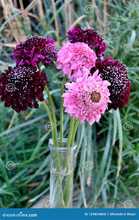 Salmon Queen Black Pompom Black Knight Pincushion Flower Bouquet Grass