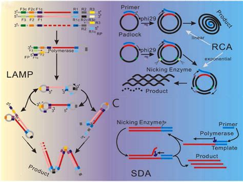 Basic Principle Of The Enzyme Assisted Dna Amplification Reaction