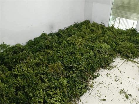 კახეთში ბზის უკანონო მოპოვებისა და ტრანსპორტირების ფაქტი გამოვლინდა Knews Ge