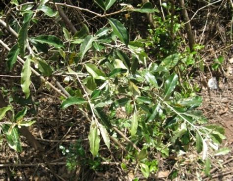 Elaeagnus Indica Eflora Of India