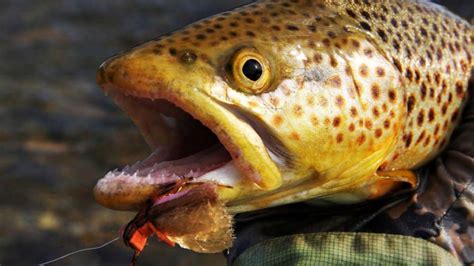 Expert Picks 21 Best Mayfly Patterns For Trout Guide Recommended