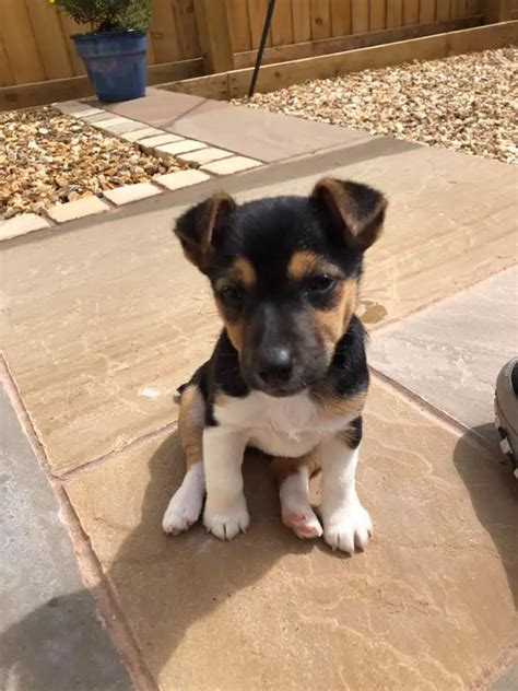 Are You Ready For A Jrt Puppy Best Jrt Lovers