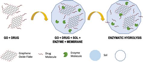 An Idea Of The Core Shell Drug Carrier Based On Flaky Go With Download Scientific Diagram