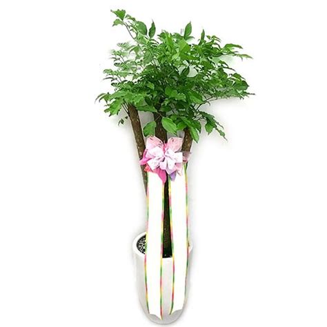 해피트리 행복나무 관엽개업화분 인천꽃배달