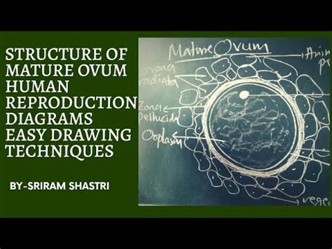 Drawing Tutorial Structure Of Mature Human Ovum Diagram How To Draw