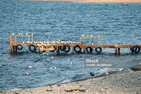 많은 갈매기와 보트를 위한 오래 된 작은 바다 부두 해안선 배경 0명에 대한 스톡 사진 및 기타 이미지 0명 갈매기 강 Istock